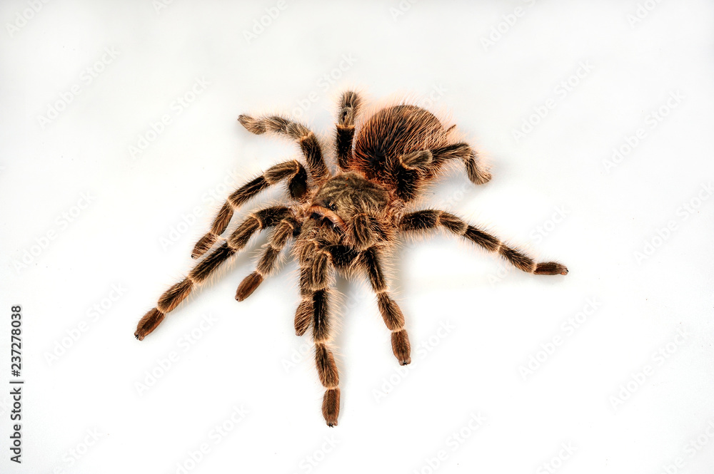 Rothaarvogelspinne (Lasiodora difficilis) - Brazilian red birdeater ...