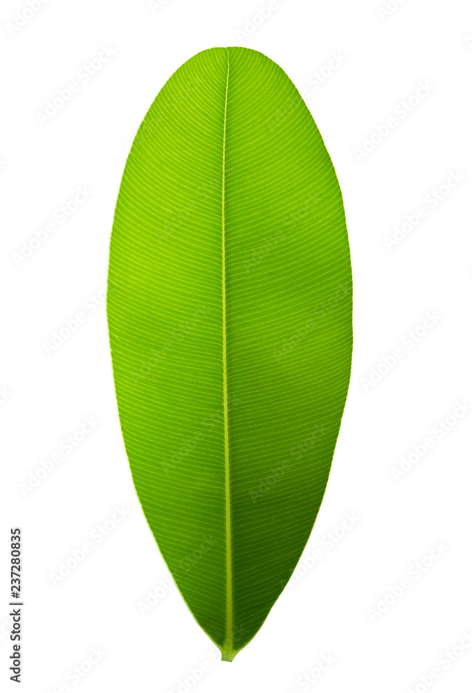 Pinnate Reticulate Venation