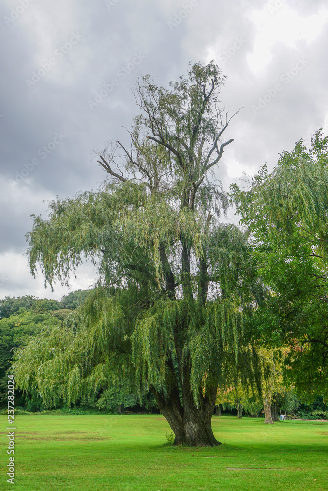 Croton-on-Hudson, New York, USA: A willow (Salix alba) -- also called a ...