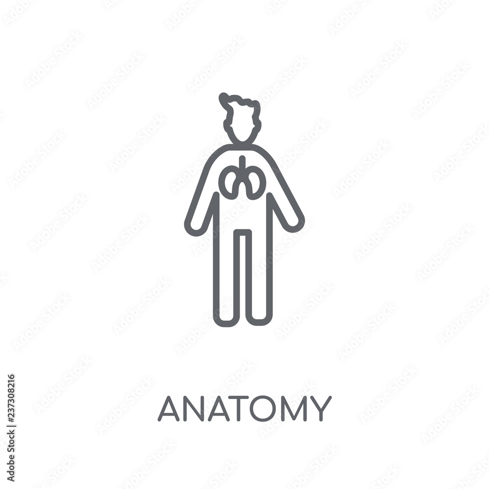 Anatomy linear icon. Modern outline Anatomy logo concept on white ... Anatomy linear icon. Modern outline Anatomy logo concept on white ...