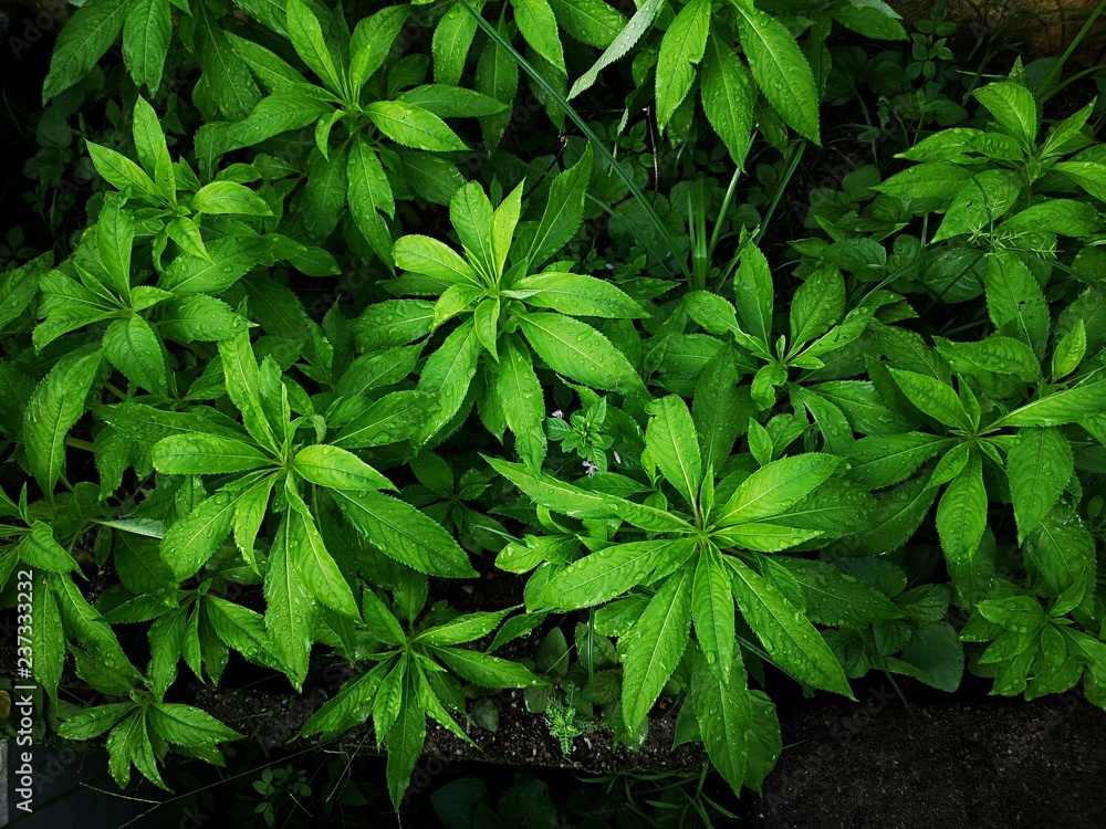 Garden Balsam (Impatiens balsamina). Images taken at night. Also known ...