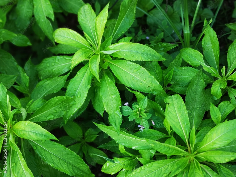 Garden Balsam (Impatiens balsamina). Images taken at night. Also known ...