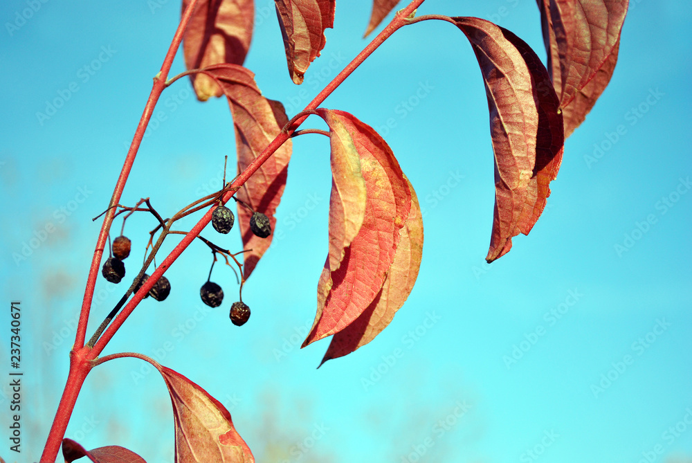 Frangula alnus (alder buckthorn, glossy buckthorn, breaking buckthorn ...