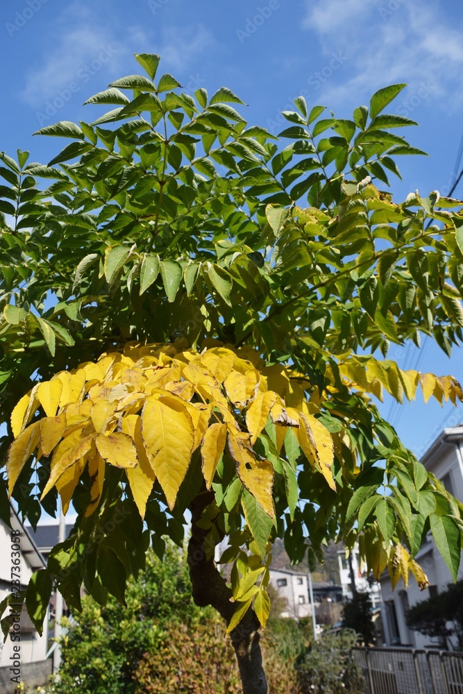 Japanese angelica tree / Aralia elata / Devill's walking stick tree ...