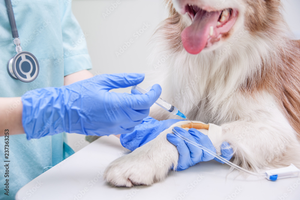 Veterinarian giving an injection to a dog Stock Photo | Adobe Stock