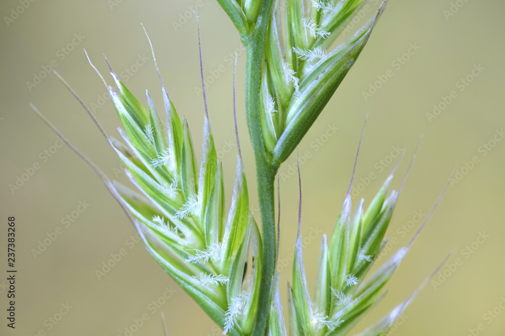 Italian rye-grass or ryegrass Stock Photo | Adobe Stock