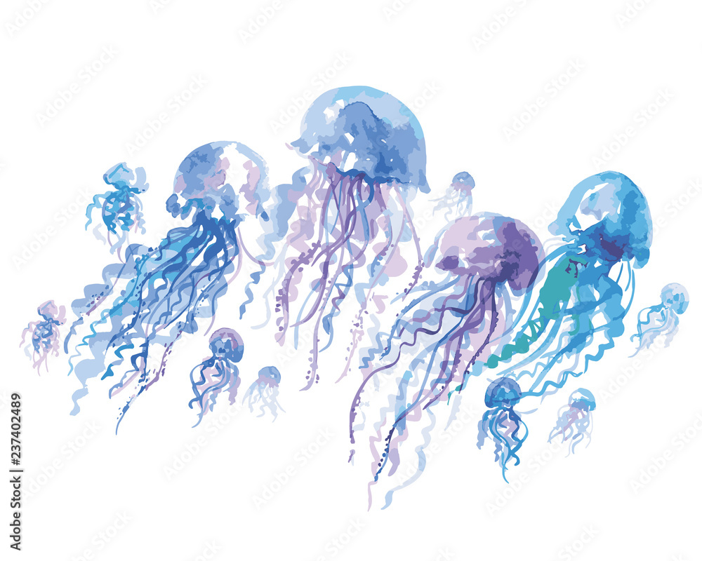 Jellyfish Watercolor Illustration