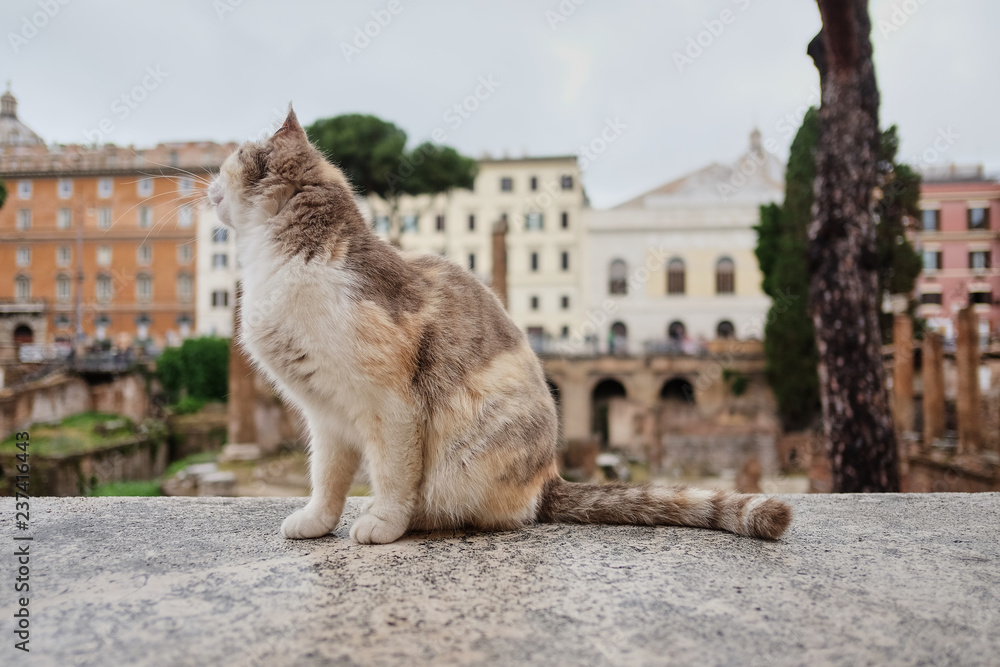 cat sits and looks awayon Largo di Torre Argentina, a square in Rome ...