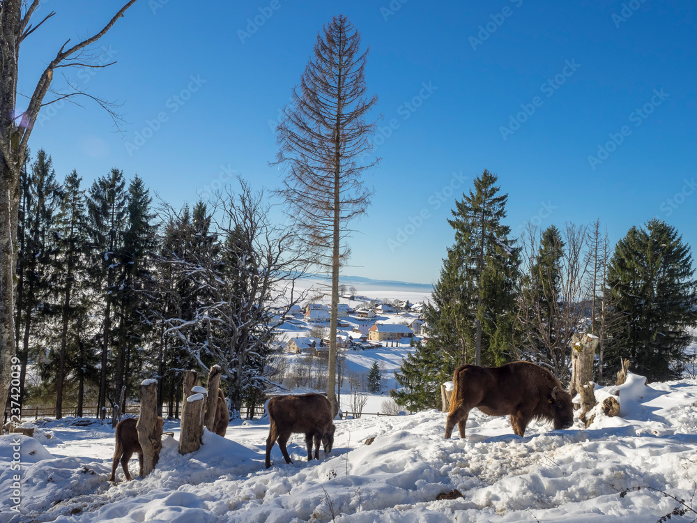 Troupeaux de bisons d'Europe femelle (Bison bonasus) dans la neige en ...
