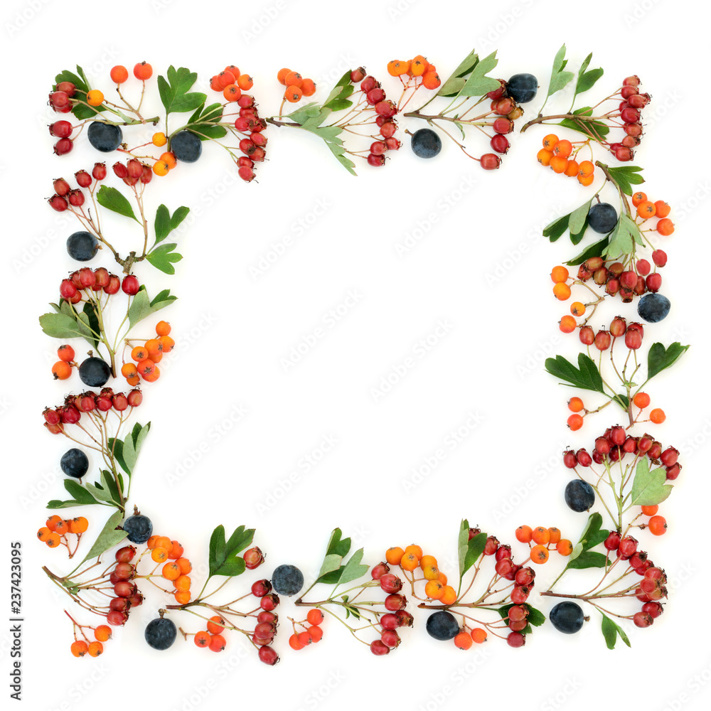 Abstract autumn berry border with blackthorn, hawthorn and rowan ...