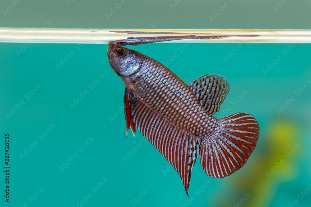 Mahachai betta or Betta mahachaiensis, beautiful Siamese Fighting Fish ...