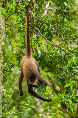 Rainforest Monkeys Hanging