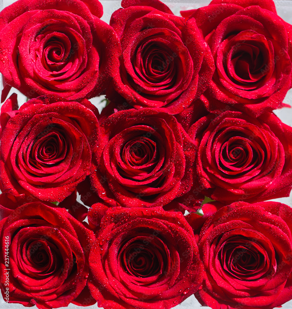 Real Roses Backgrounds