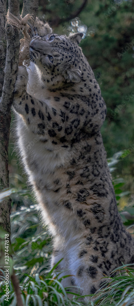 Iconic Spots on a Snow Leopard Reaching into a Tree Stock Photo | Adobe ...