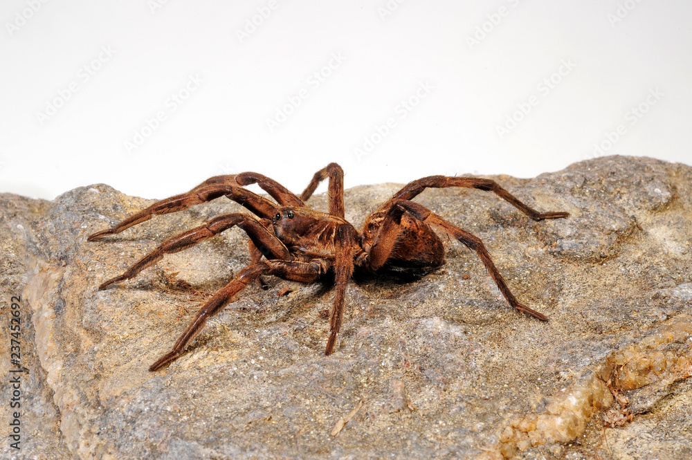 Tarantel aus Guyana (Lycosa sp.) Wolf spider from Guyana Stock Photo ...