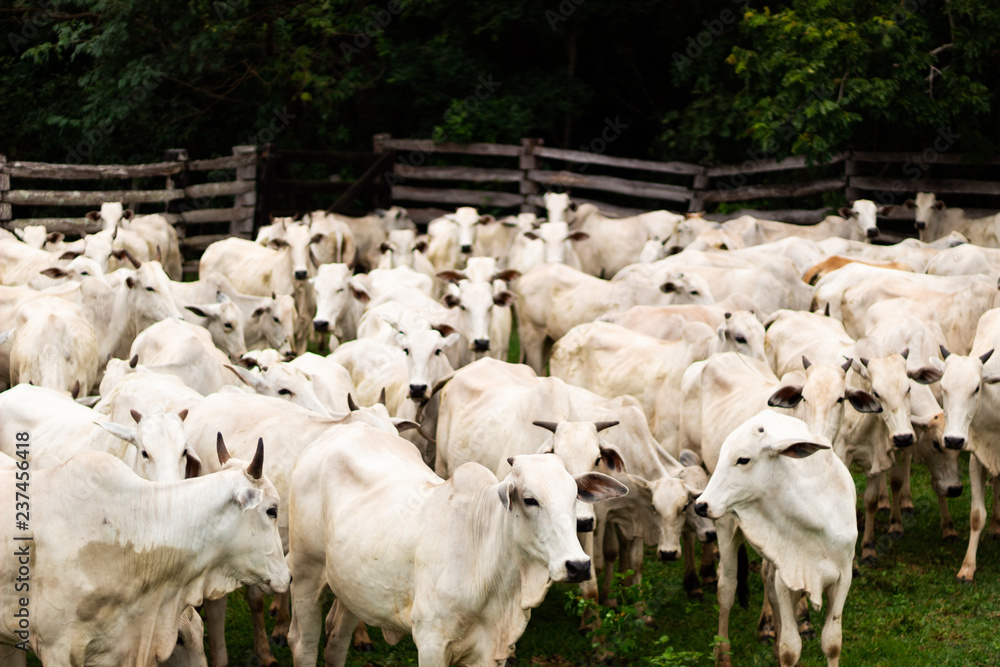 Boiada da raça nelore no mangueiro Stock Photo | Adobe Stock Boiada da raça nelore no mangueiro Stock Photo | Adobe Stock