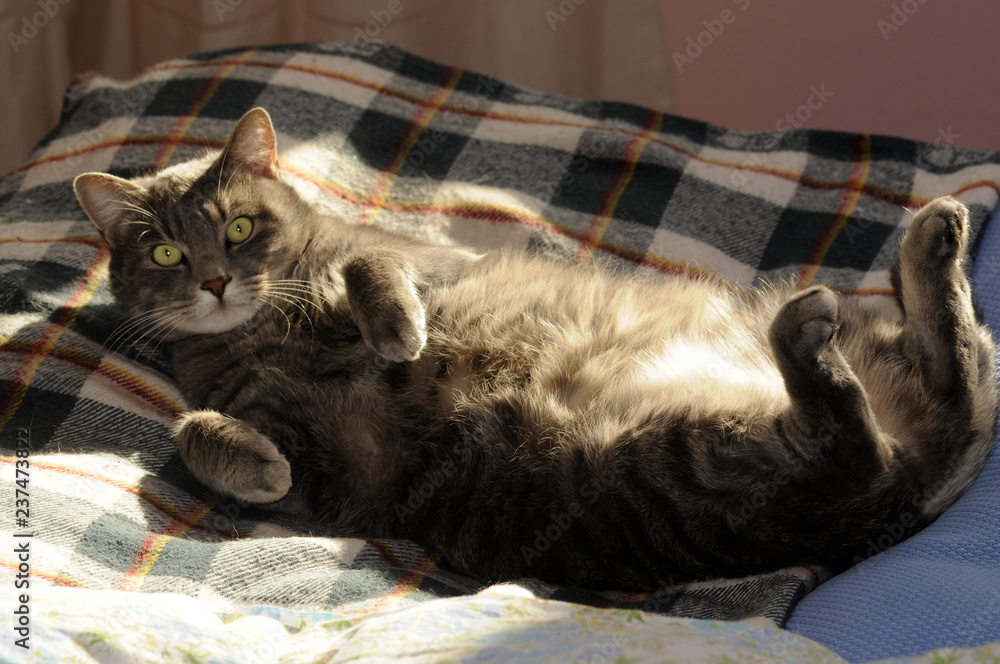 Gatto Gato кошка Katze Cat ft11208711 חתול macska Stock Photo | Adobe Stock