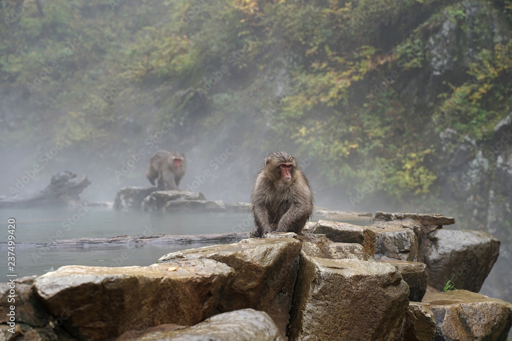 Red face wild monkey at Jigokudani Monkey Park in Yamanouchi, Nagano ...