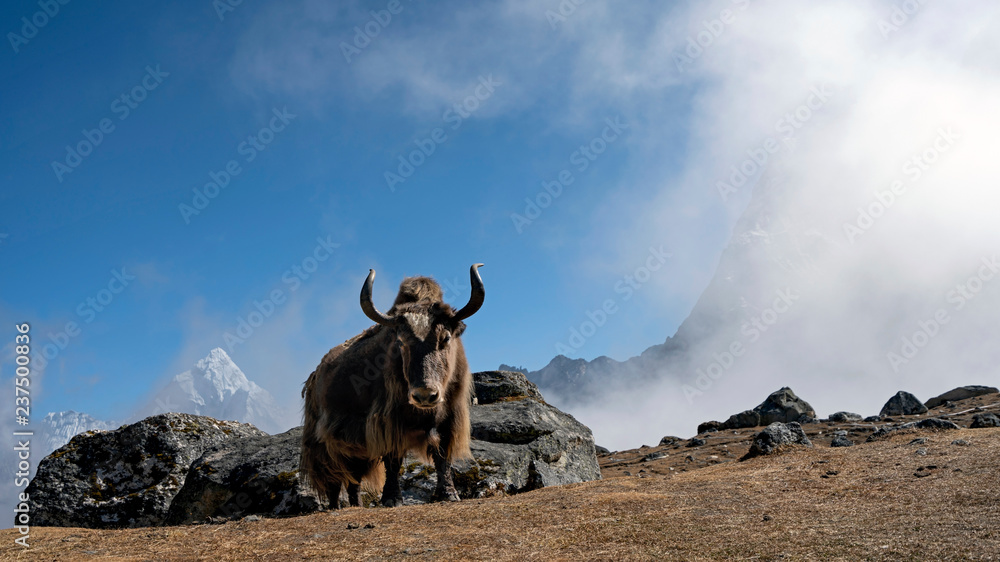 Yak poses with Ama Dablam at the background. Ama Dablam is one the most ...