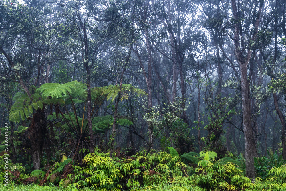Tropical Rainforest Ground