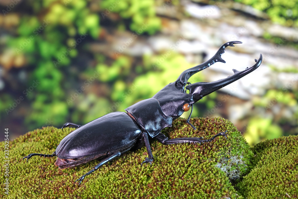 Beetles : Giraffe Stag-Beetle (Prosopocoilus giraffa) the world's ...