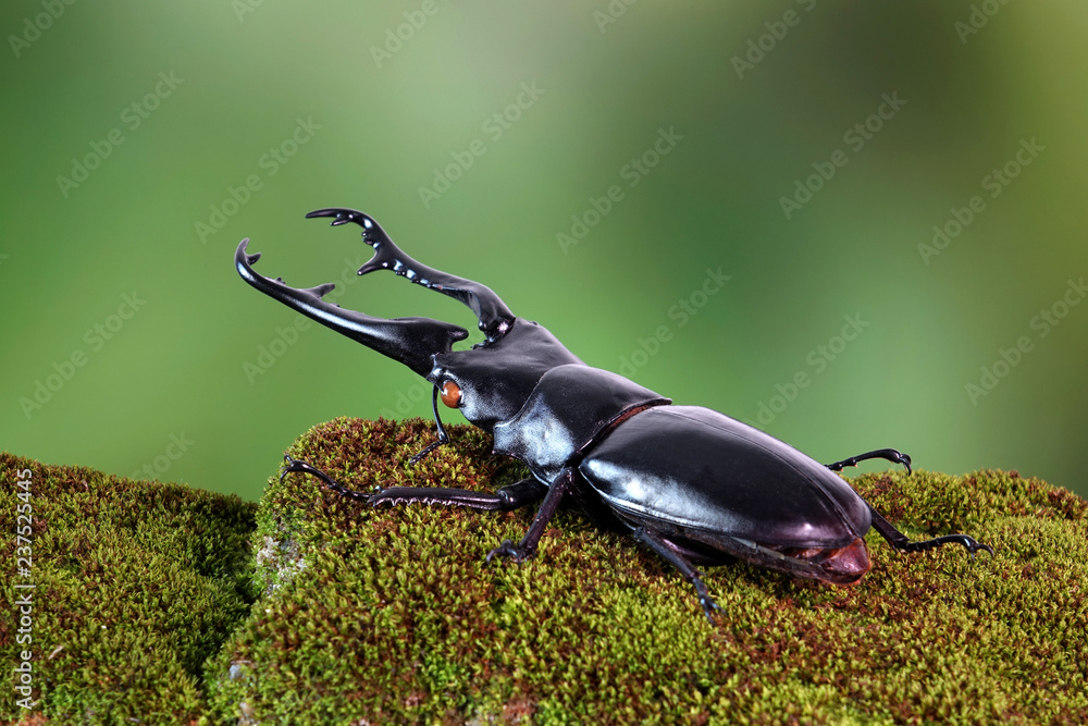 Beetles : Giraffe Stag-Beetle (Prosopocoilus giraffa) the world's ...