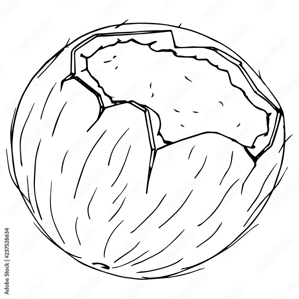 Broken Coconut Drawing