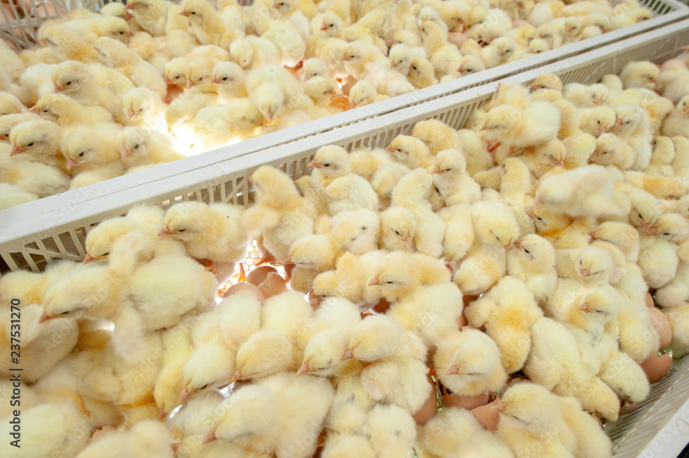 Foto de Baby chicks just coming out from Trays of broiler egg ...