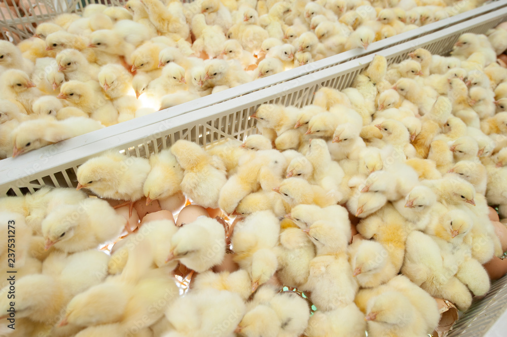 Foto de Baby chicks just coming out from Trays of broiler egg ...