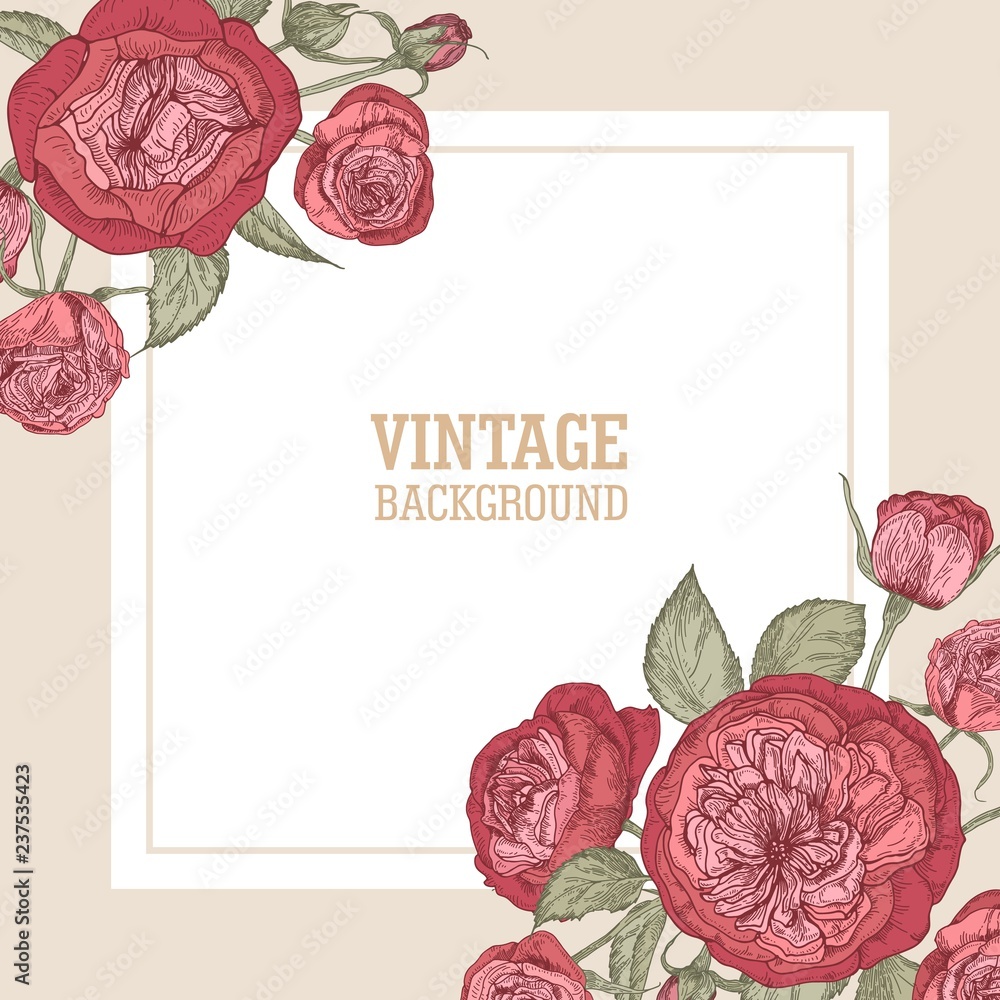 Square card template with tender blooming English roses and place for ...