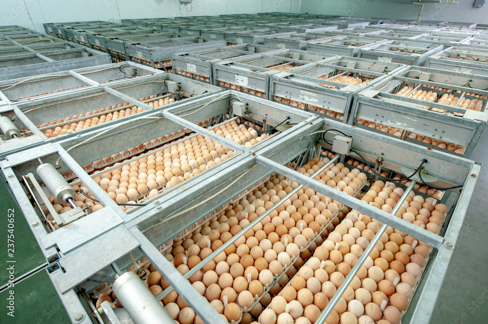 Egg Factory with Quality Control on egg production line from breeders ...