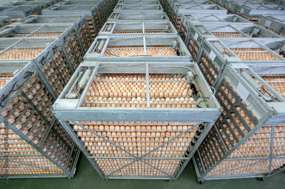 Egg Factory with Quality Control on egg production line from breeders ...