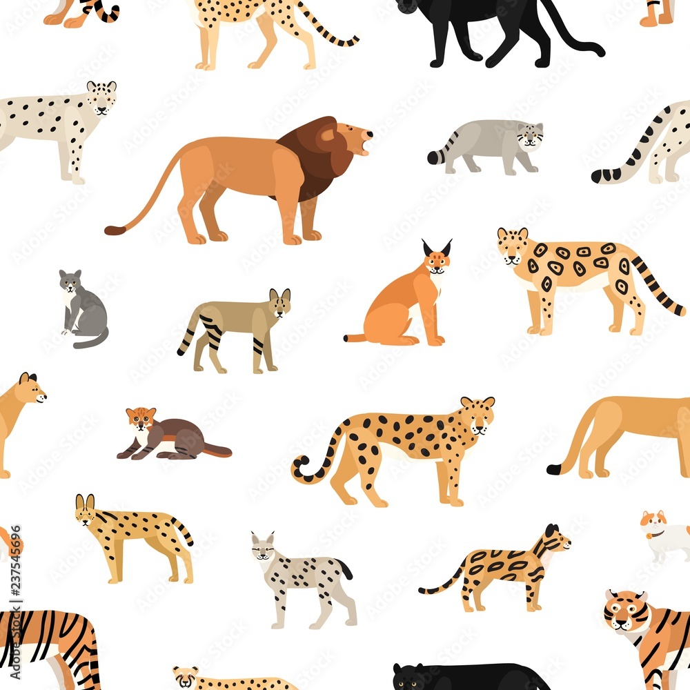 Felidae Animals