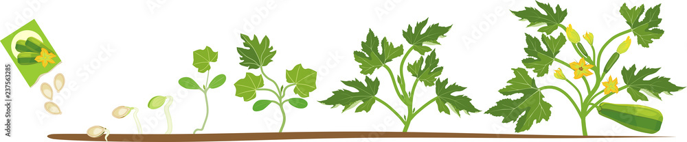 Life cycle of zucchini plant. Growth stages from seeding to flowering ...