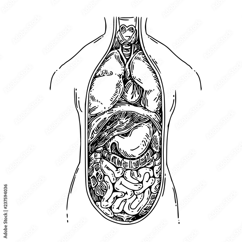 Anatomy. The structure of the human body. Internal human organs. Sketch ...