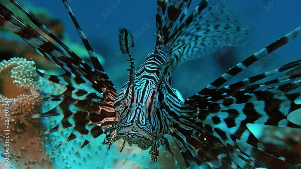 A black lionfish, Pterois volitans, is hiding in a coral reef, facing ...