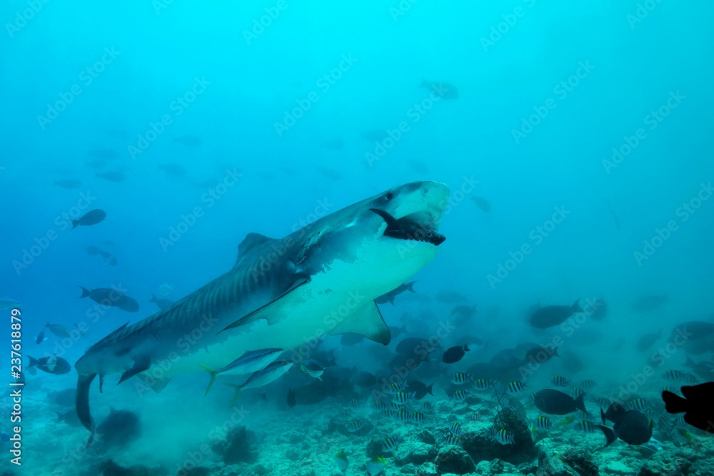 Tiger Shark (Galeocerdo cuvier) eating tuna, Fuvahmulah Atoll, Indian ...