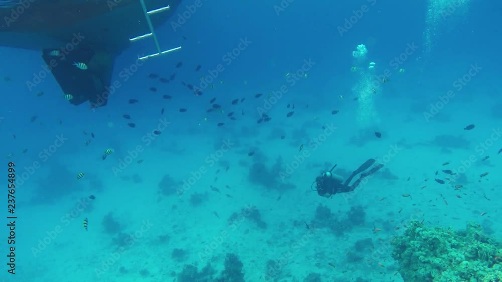 Diving in exotic sea, unidentified scuba divers dive in the clear water ...