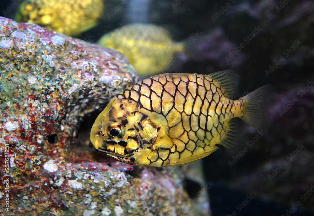 Pineapple Fish