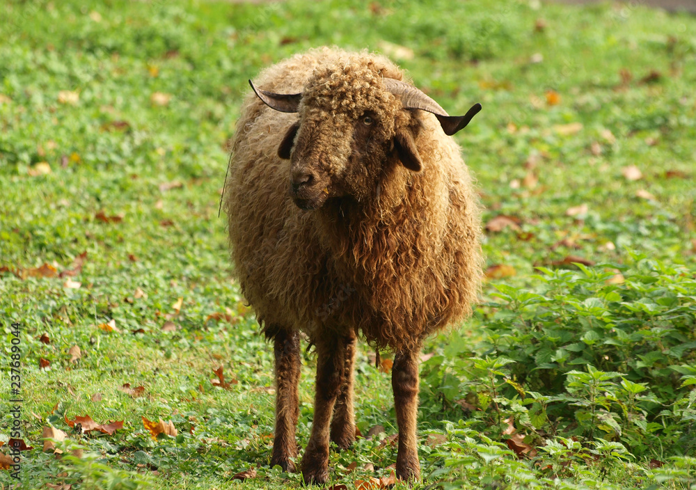 Mouton Roux du Valais appelé aussi roux du Pays, une race de mouton ...