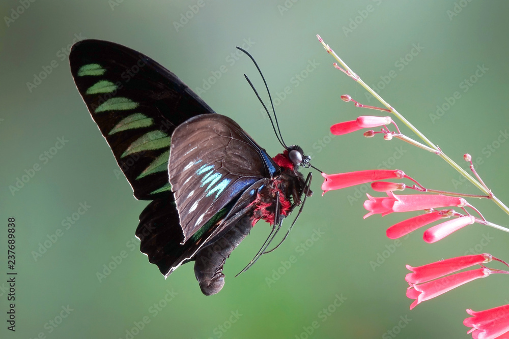 Butterfly : Rajah Brooke's birdwing (Trogonoptera brookiana) (Male) the ...