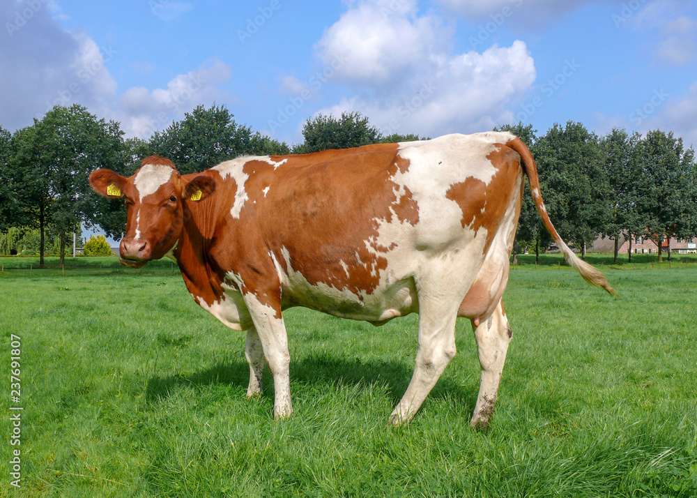Ruminating red pied cow with full udder standing in a meadow with trees ...