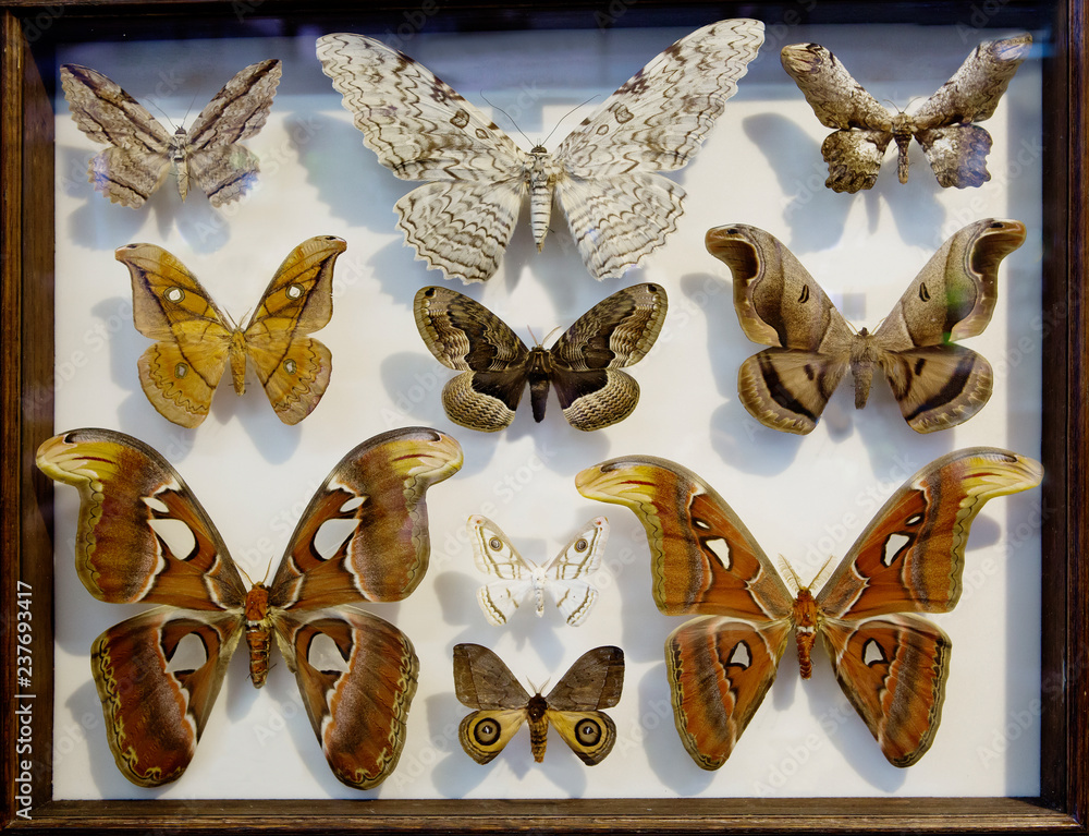 Collection of tropical butterflies. Atlas is a giant butterfly ...