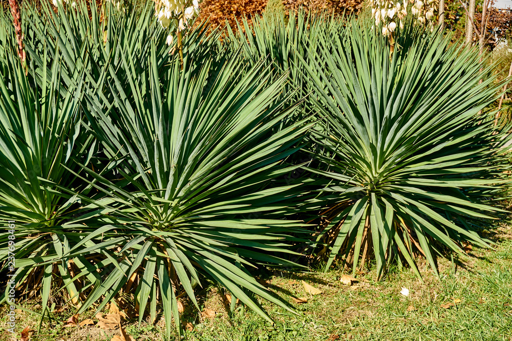 Green evergreen leaves of Yucca glorious (lat. Yucca gloriosa) in ...