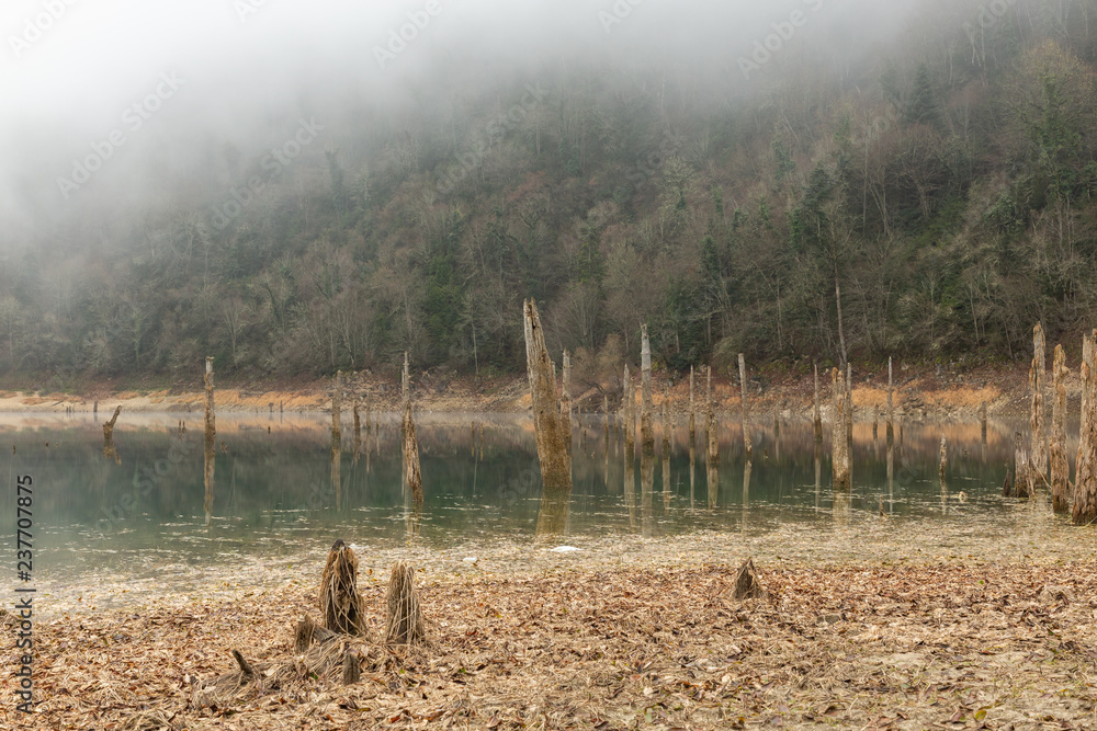 Sülüklü Göl (Leech Lake) with fog and decaying trees in the Bolu ...