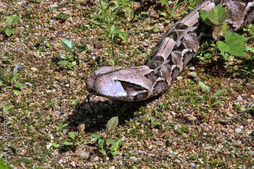 Gaboon viper, Bitis gabonica rhinoceros, is among the largest poisonous ...