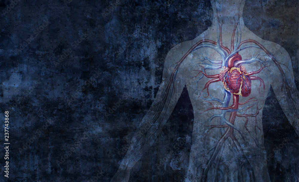 Poster Human Circulatory System – Wall Art | UkPosters
