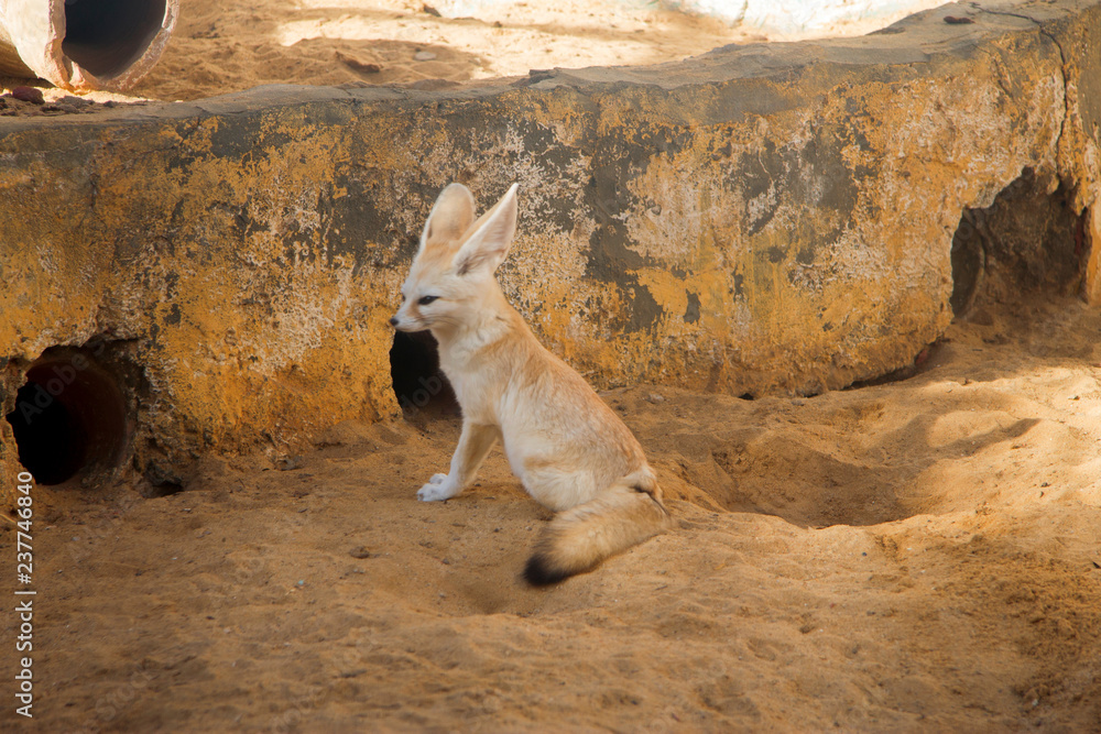 Fennec Hare