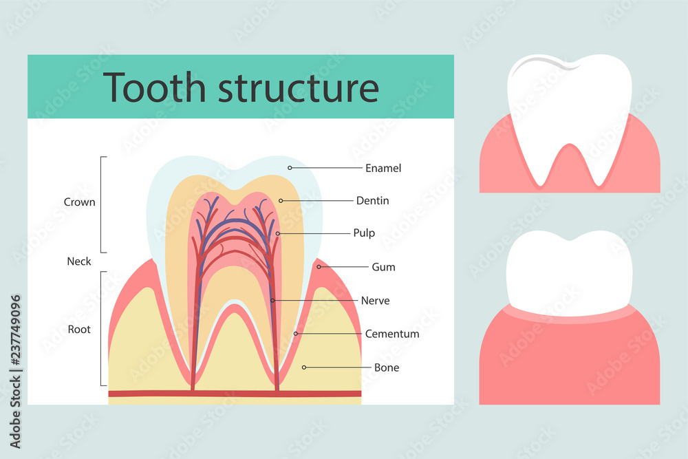 The structure of human teeth. The structure of the inside cross-section ...