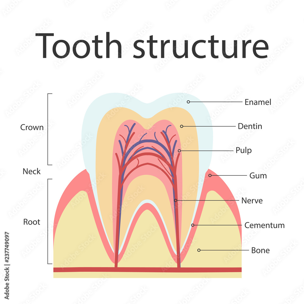 The structure of human teeth. The structure of the inside cross-section ...